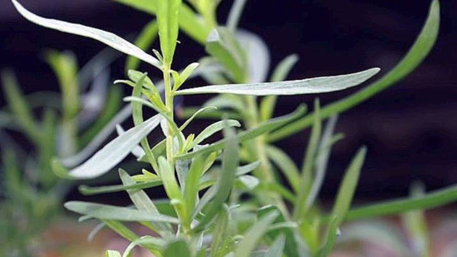 Estragon - co to jest, jego właściwości i zastosowanie | iZielnik.pl