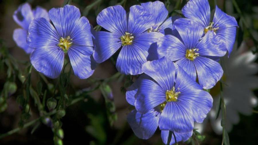 Len zwyczajny - właściwości lecznicze i zastosowanie | iZielnik.pl