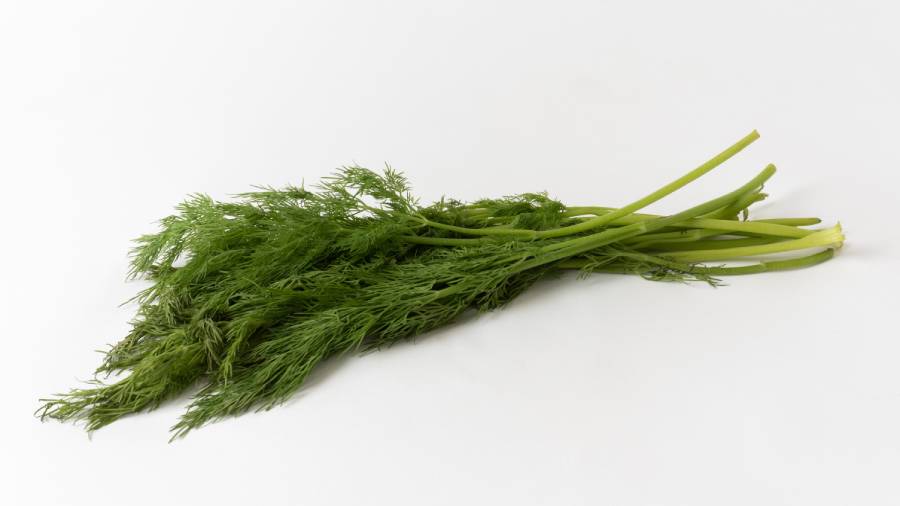 Koper włoski - właściwości i zastosowanie lecznicze | iZielnik.pl