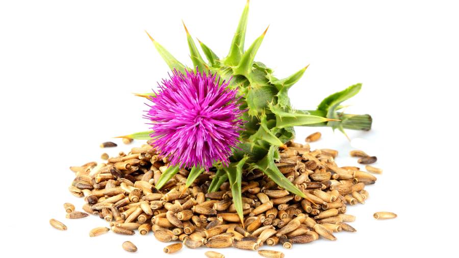 Ostropest - właściwości i zastosowanie lecznicze | iZielnik.pl