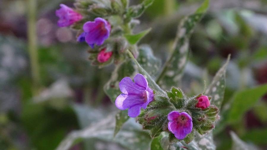 Miodunka - zastosowanie i właściwości lecznicze ziela miodunki ...