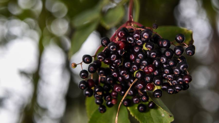 Czarny bez - właściwości, zastosowanie, dawkowanie i przeciwwskazania