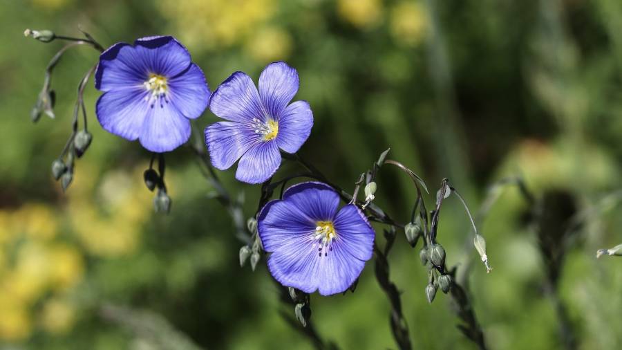 Len zwyczajny - właściwości, zastosowanie i przygotowanie | iZielnik.pl