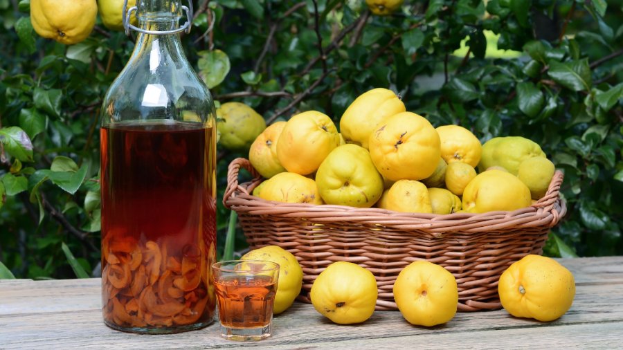 Pigwa - jak wygląda, jakie ma właściwości i przeciwwskazania? | iZielnik.pl