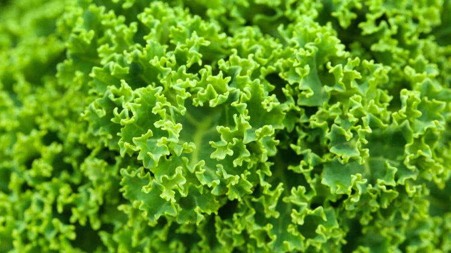 Chlorofil – właściwości lecznicze i zastosowanie | iZielnik.pl